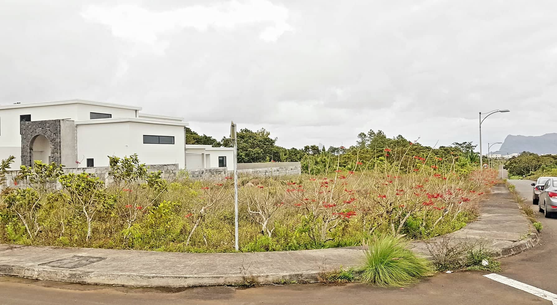 Aurea Mauritius at Timothy Orear blog